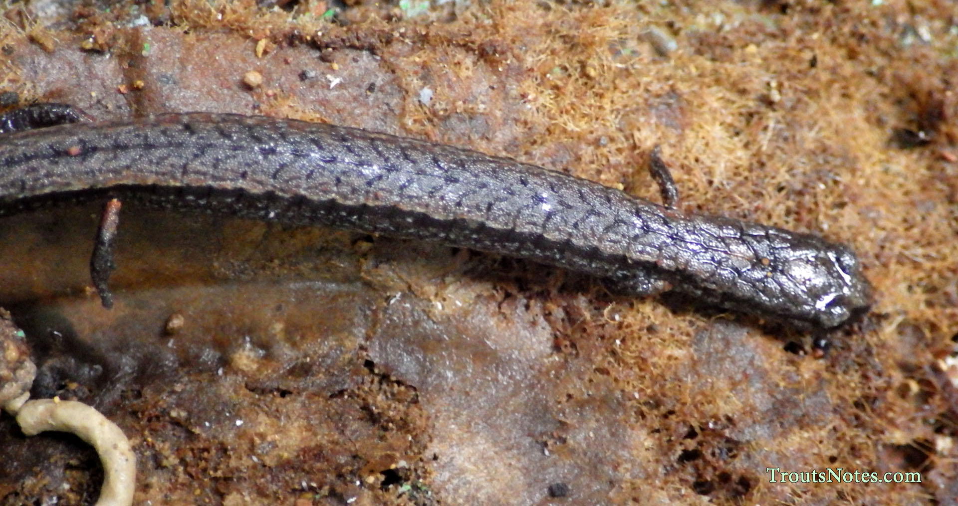 Batrachoseps attenuatus – Trout's Notes