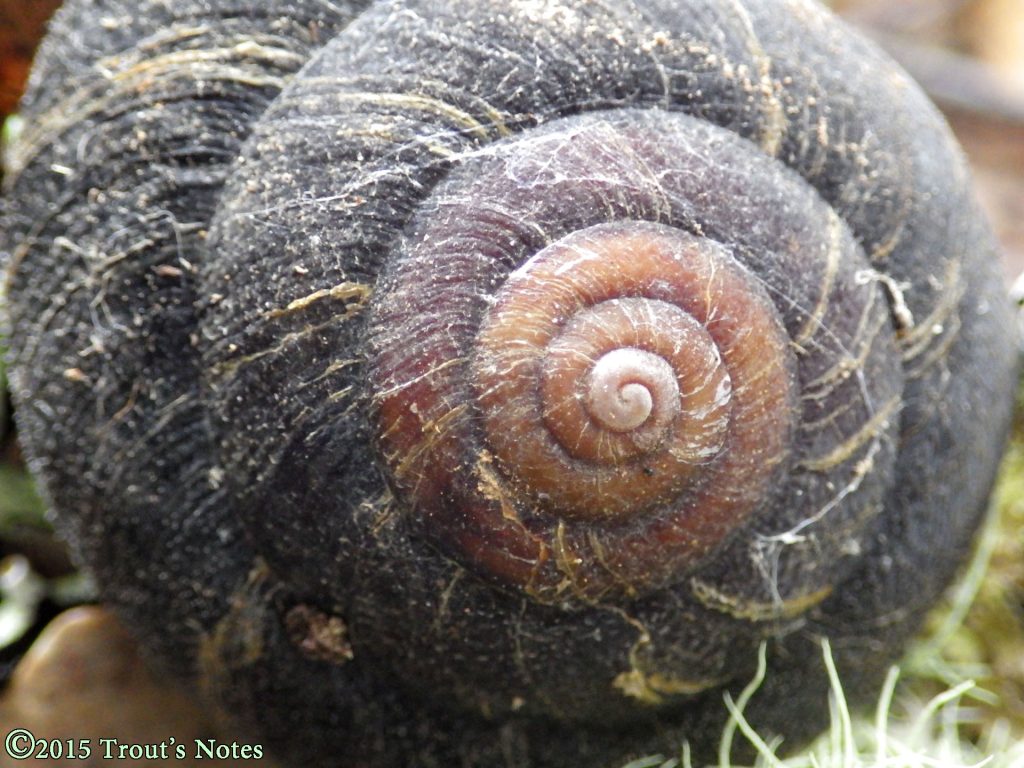 Monadenia infumata – Trout's Notes