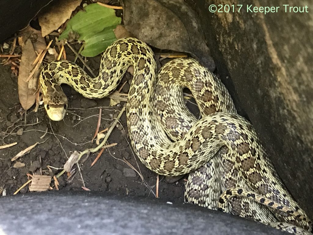 Pituophis catenifer catenifer – Trout's Notes