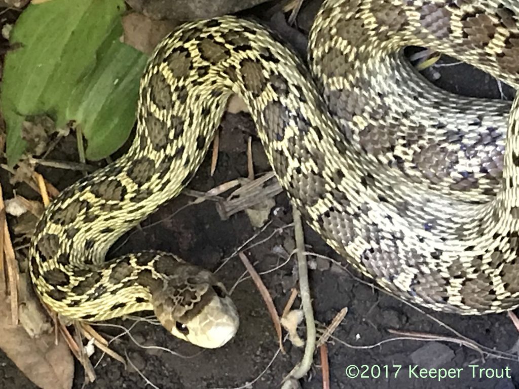 gopher-snake-IMG_3419 – Trout's Notes