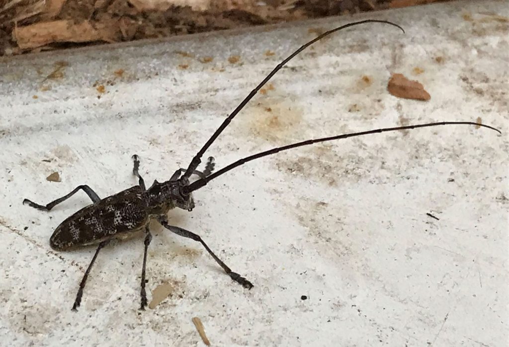 Monochamus scutellatus – Trout's Notes