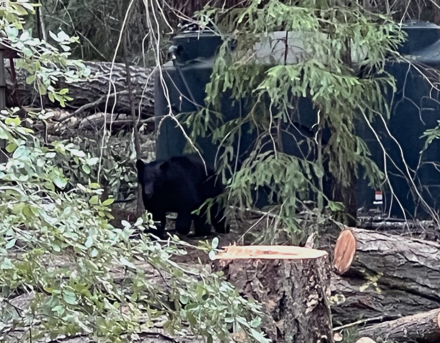 California black bear (Ursus americanus californiensis) – Trout's Notes