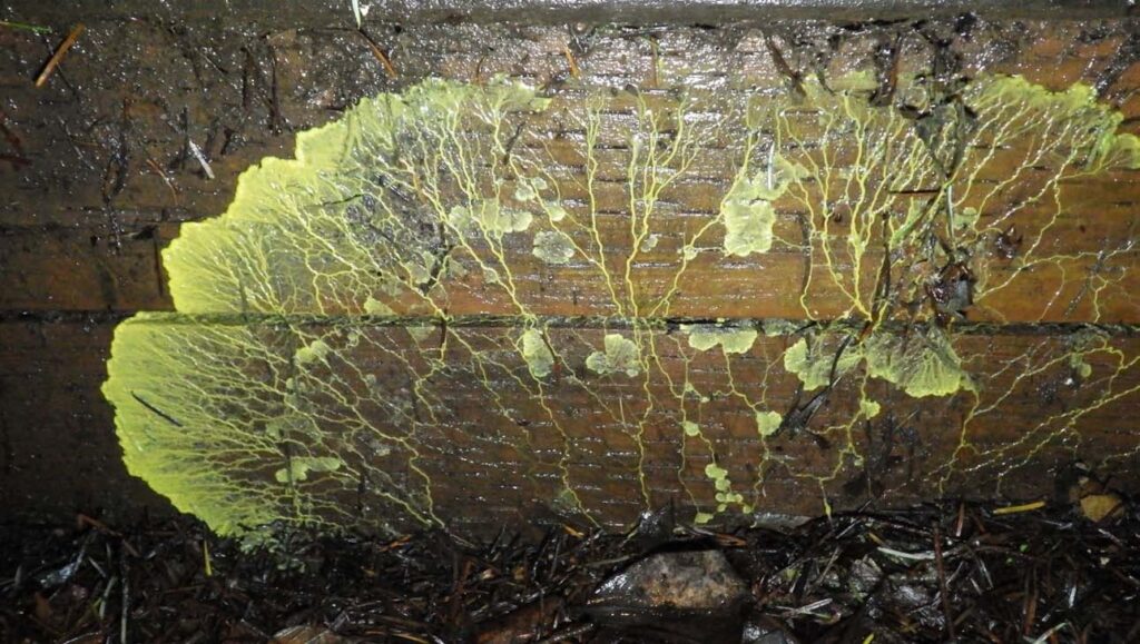 Insect egg slime mold (Leocarpus fragilis) – Trout's Notes