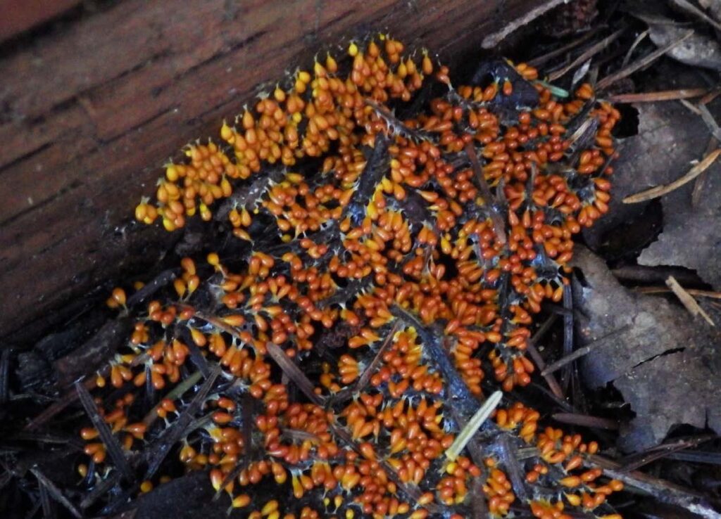 Insect egg slime mold (Leocarpus fragilis) – Trout's Notes