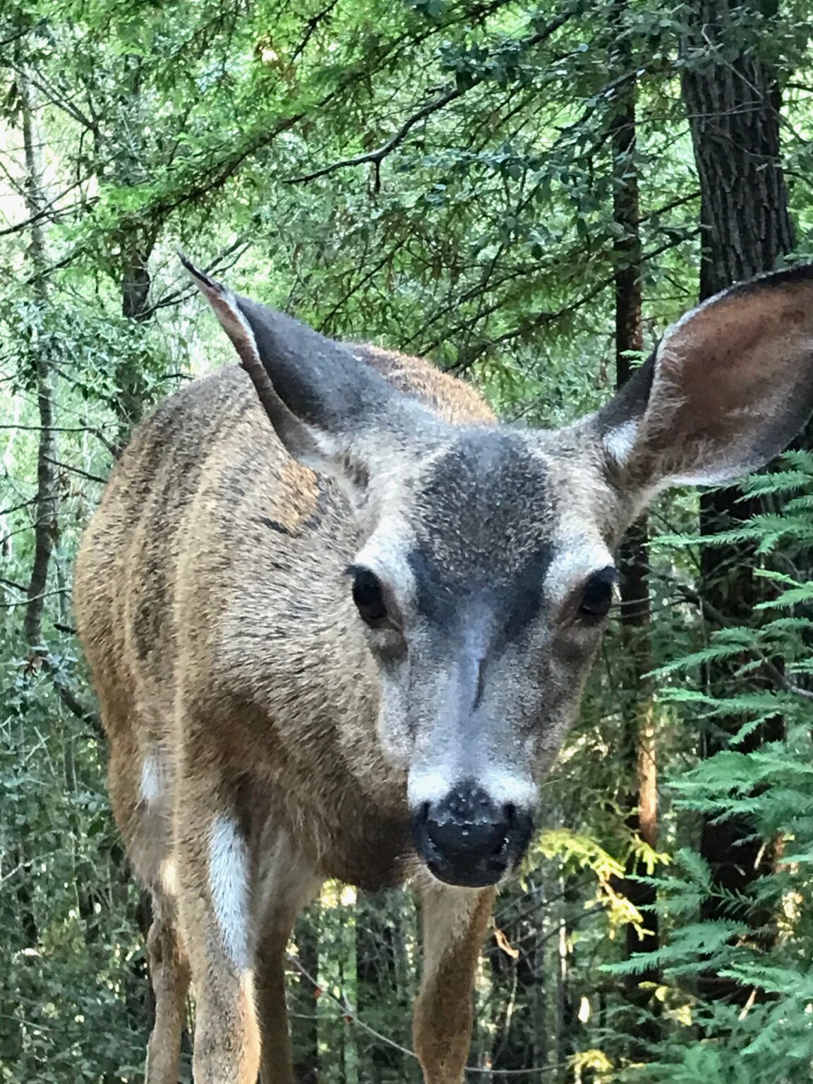 Odocoileus hemionus columbianus – Trout's Notes