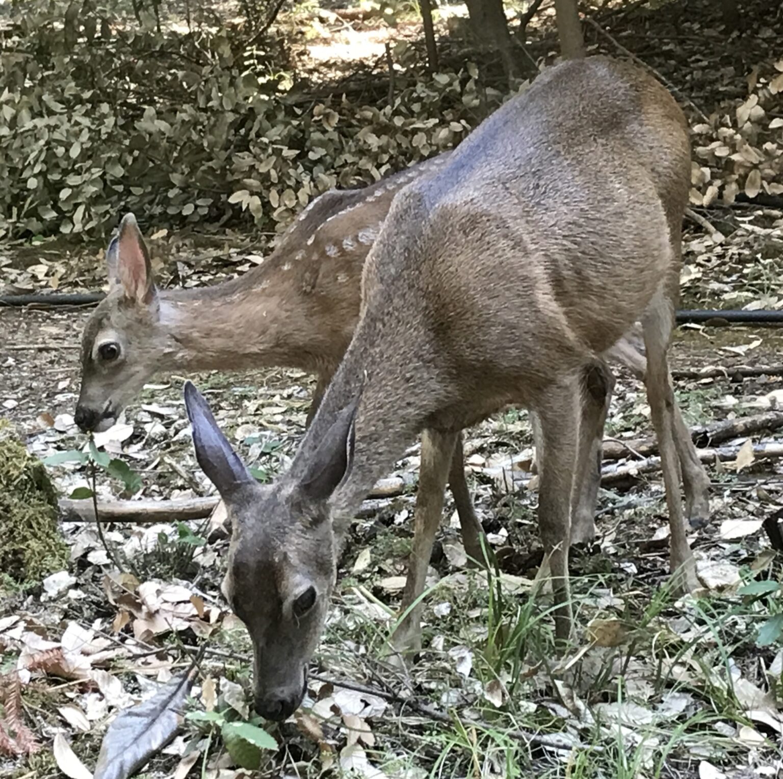 Odocoileus hemionus columbianus – Trout's Notes
