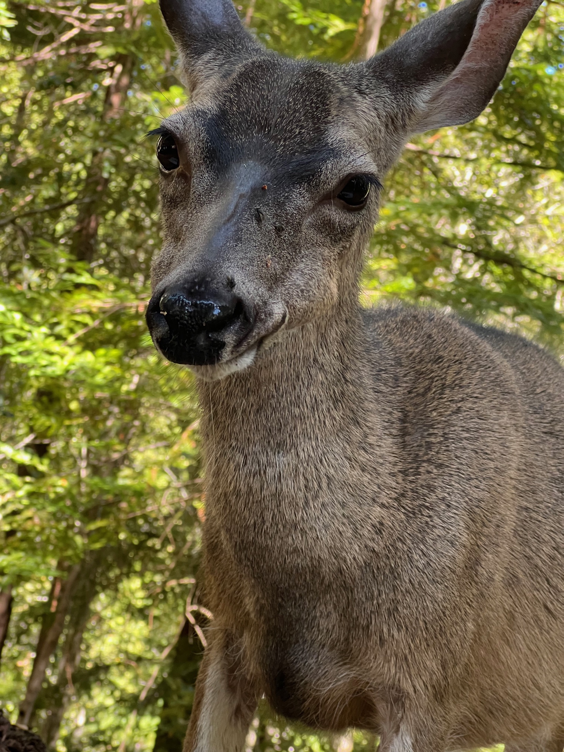 Odocoileus hemionus columbianus – Trout's Notes