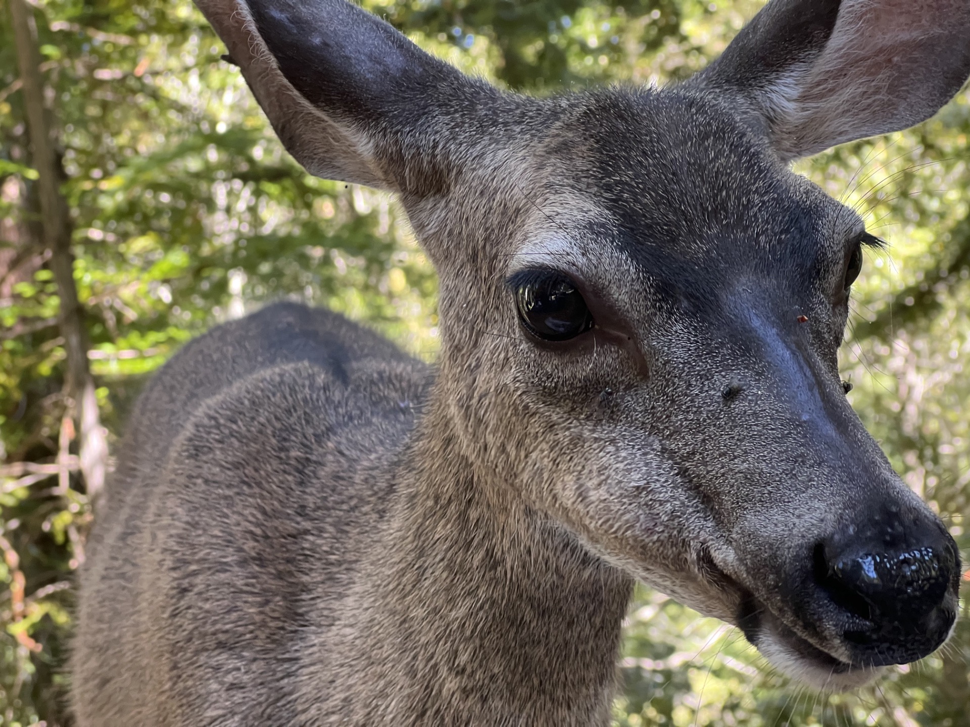 Odocoileus hemionus columbianus – Trout's Notes