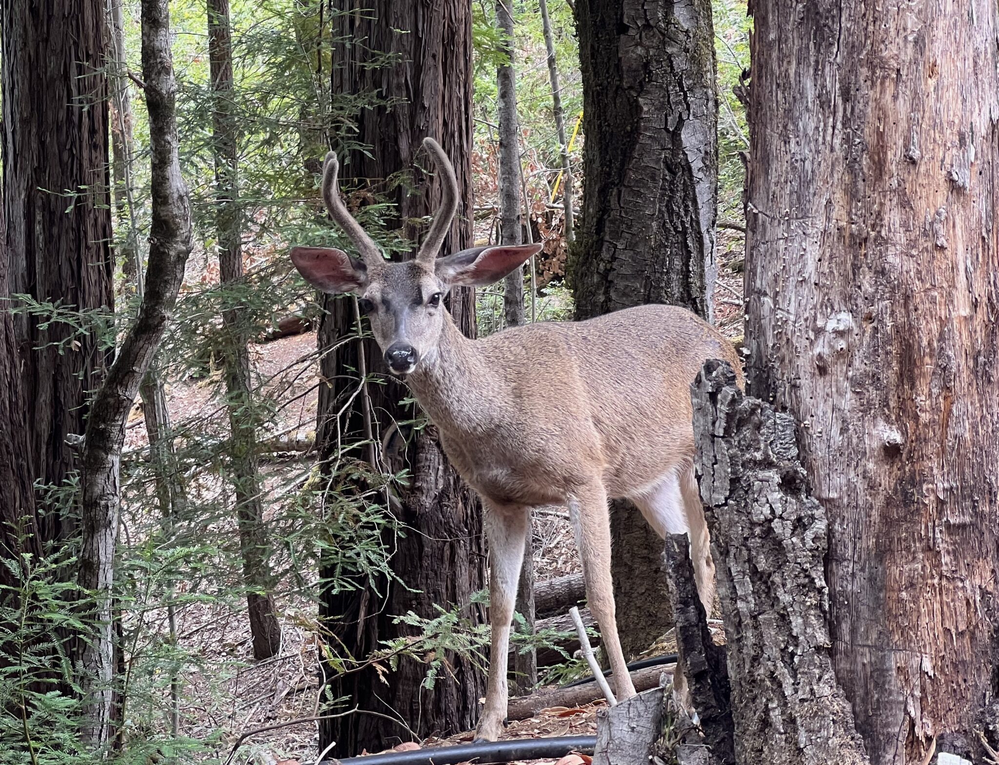 Odocoileus hemionus columbianus – Trout's Notes