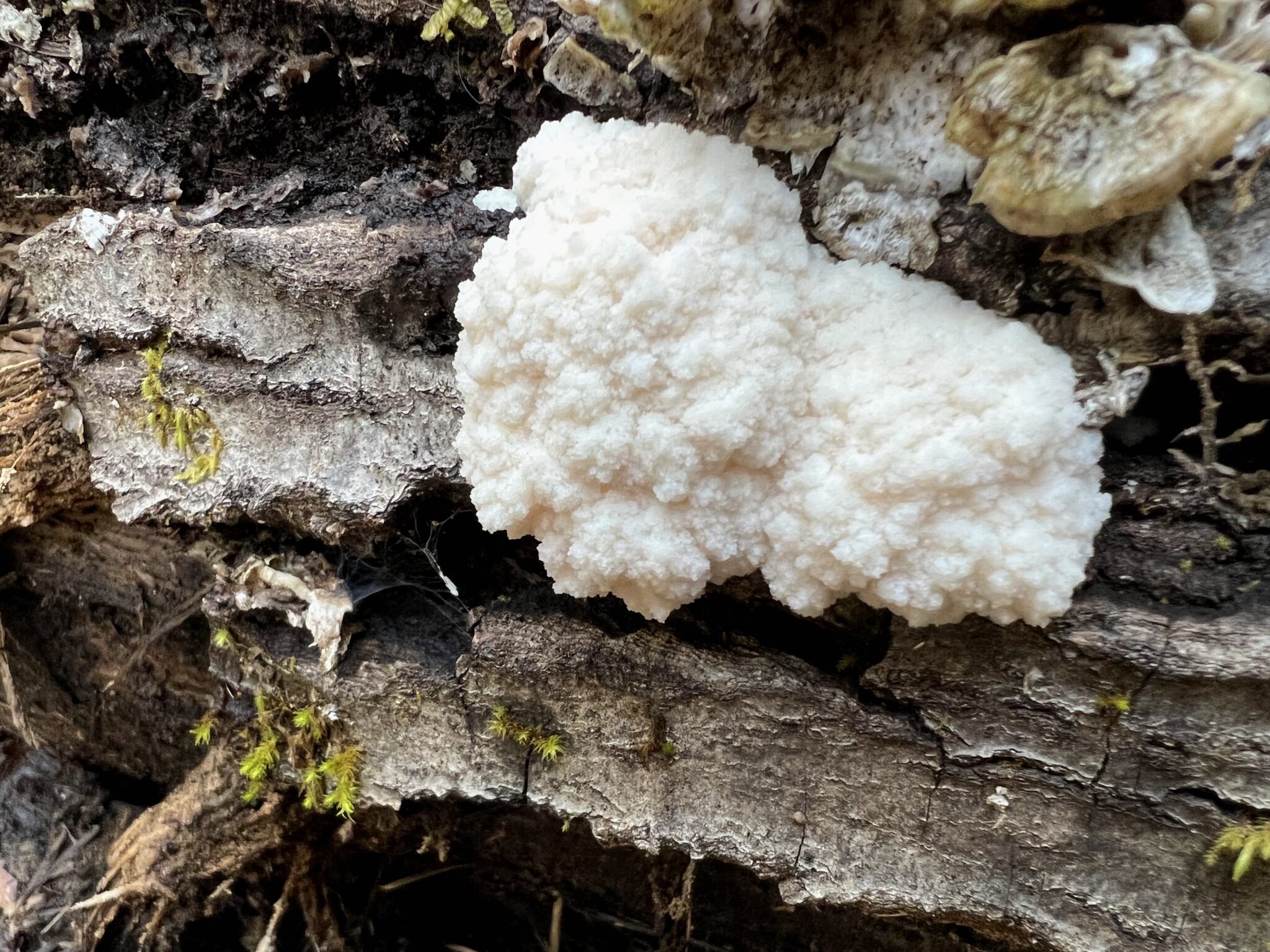 slime-molds – Trout's Notes