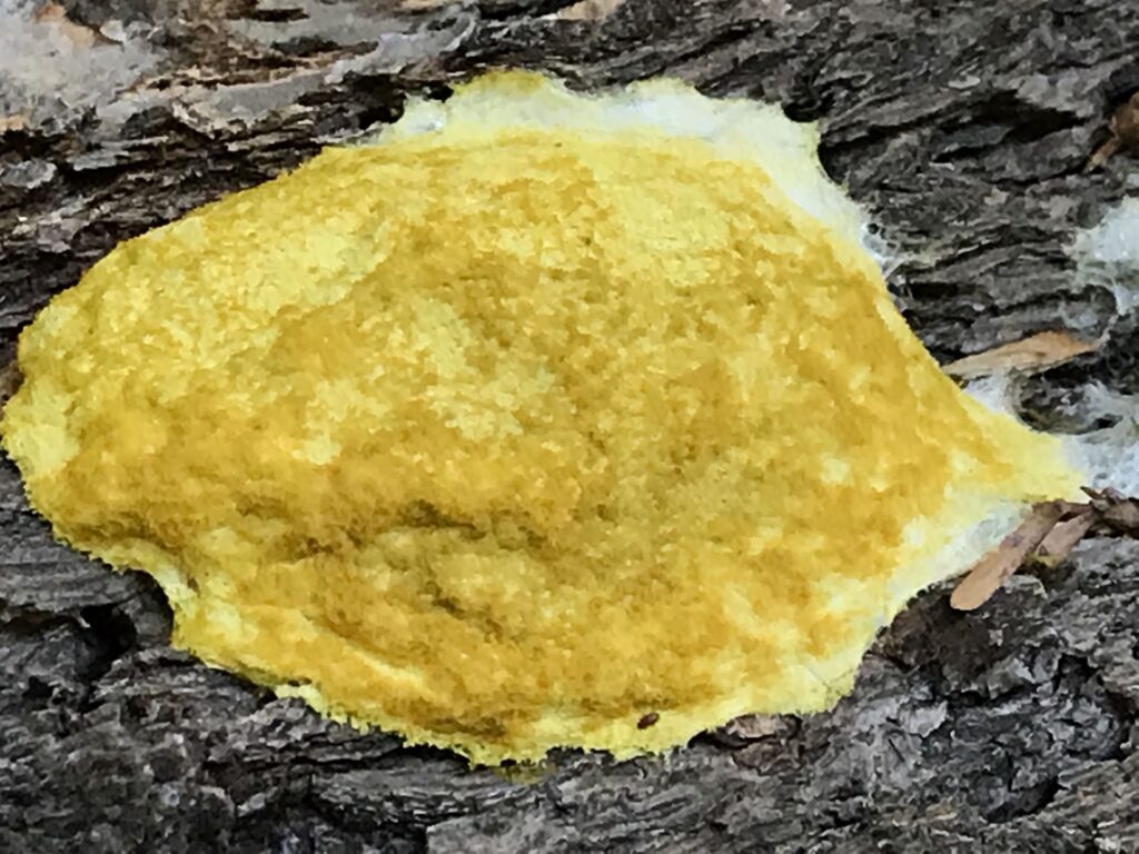 slime-molds – Trout's Notes