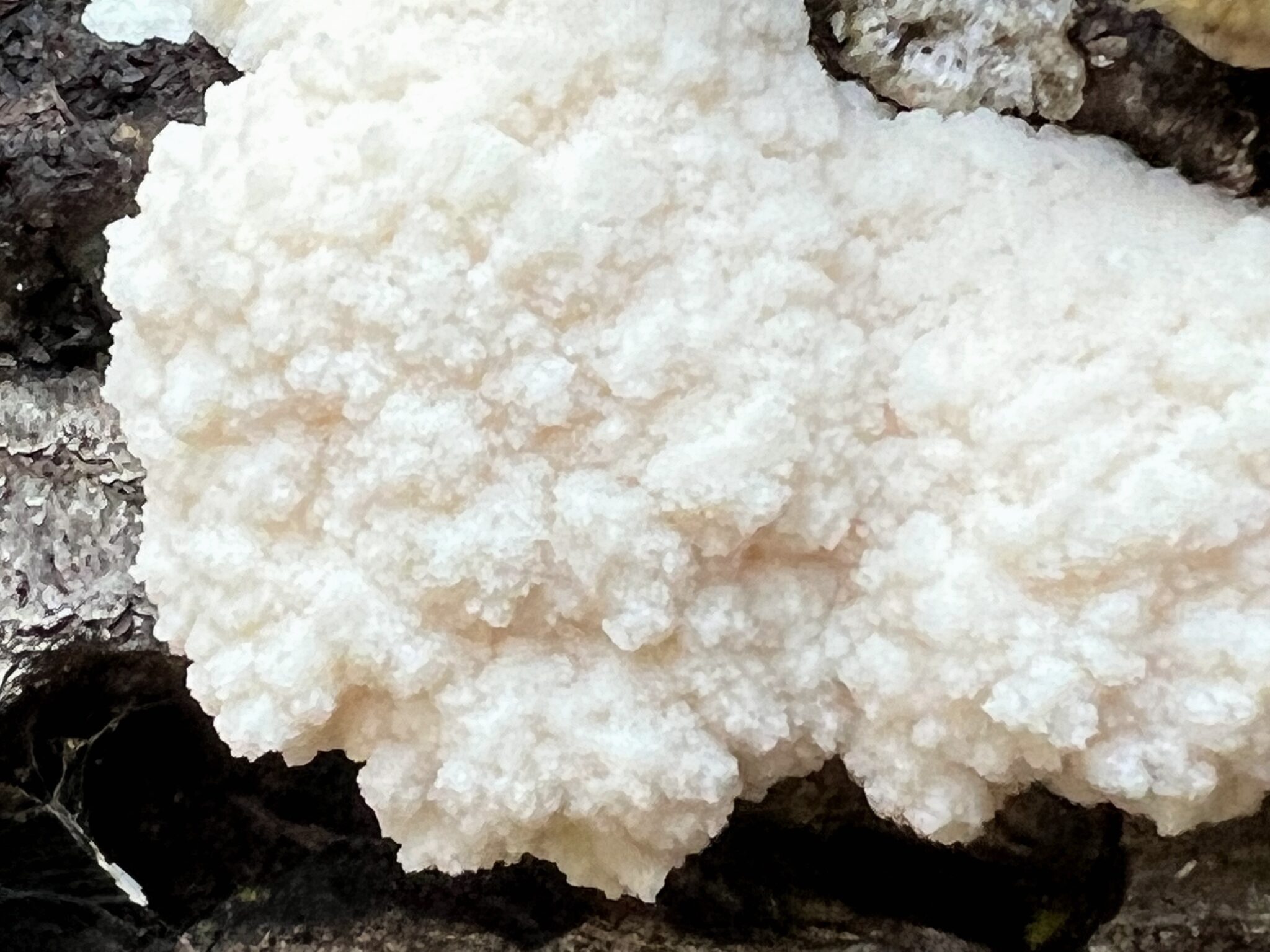 slime-molds – Trout's Notes